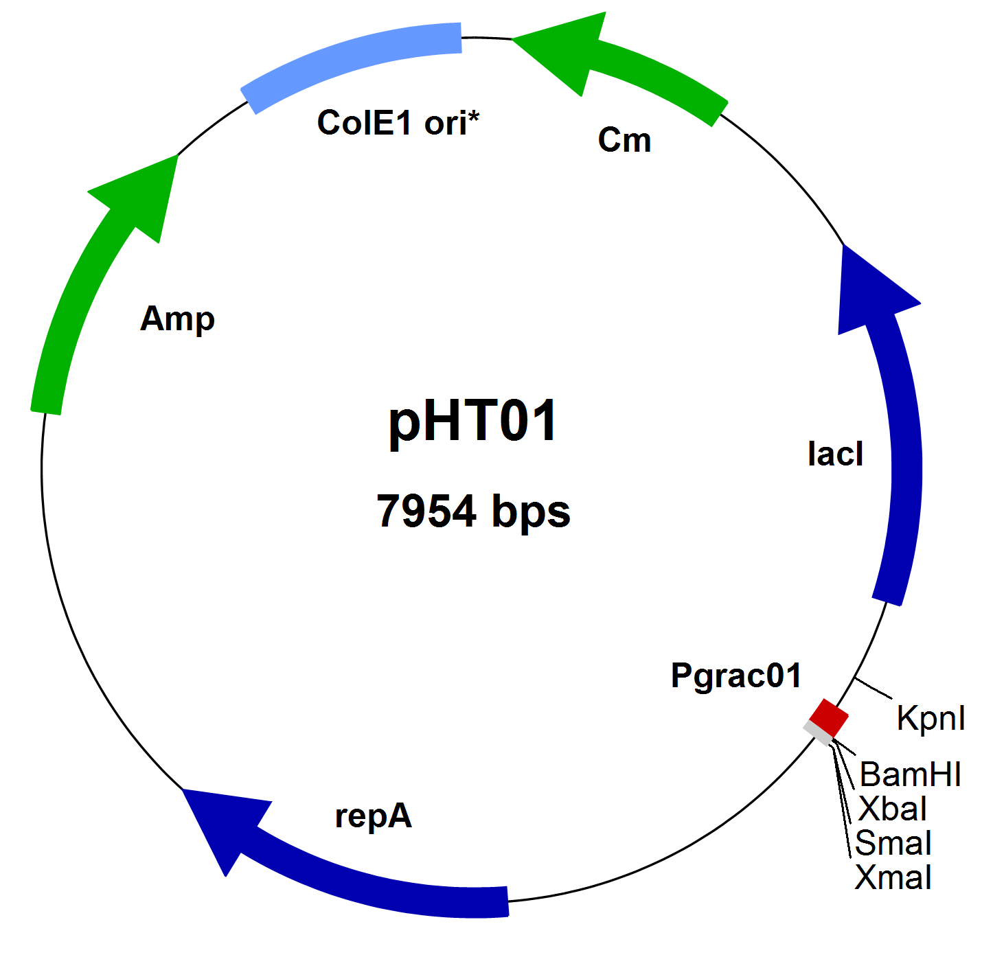 Bacillus subtilis expression vector pHT01 (Pgrac01 type ) | Bacillus ...