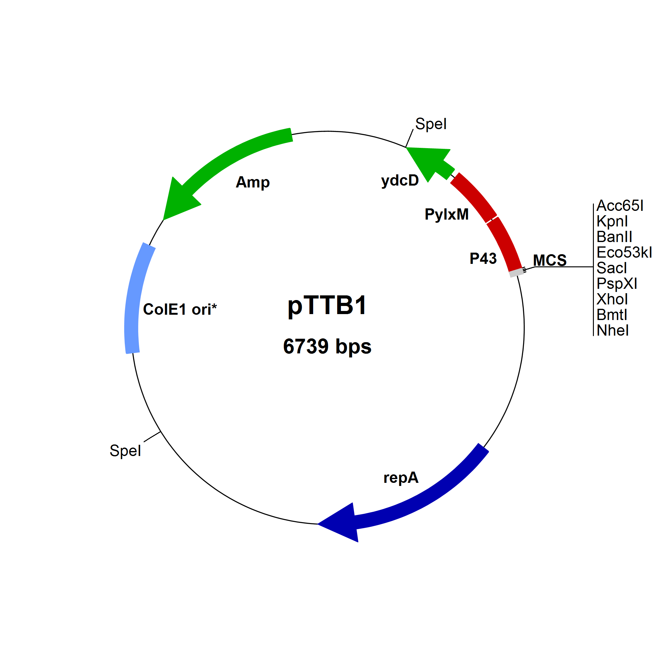 Bacillus subtilis pTTB1 vector | MoBiTec - a BIOZOL Brand
