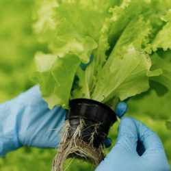 Extraction of Genomic DNA from Plant Cotyl, Leaf & Seed | Spotlights ...