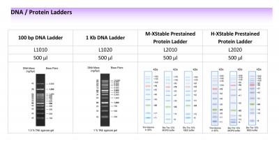 DNA / Protein Ladders | Genomics | Products | MoBiTec – a BIOZOL Brand