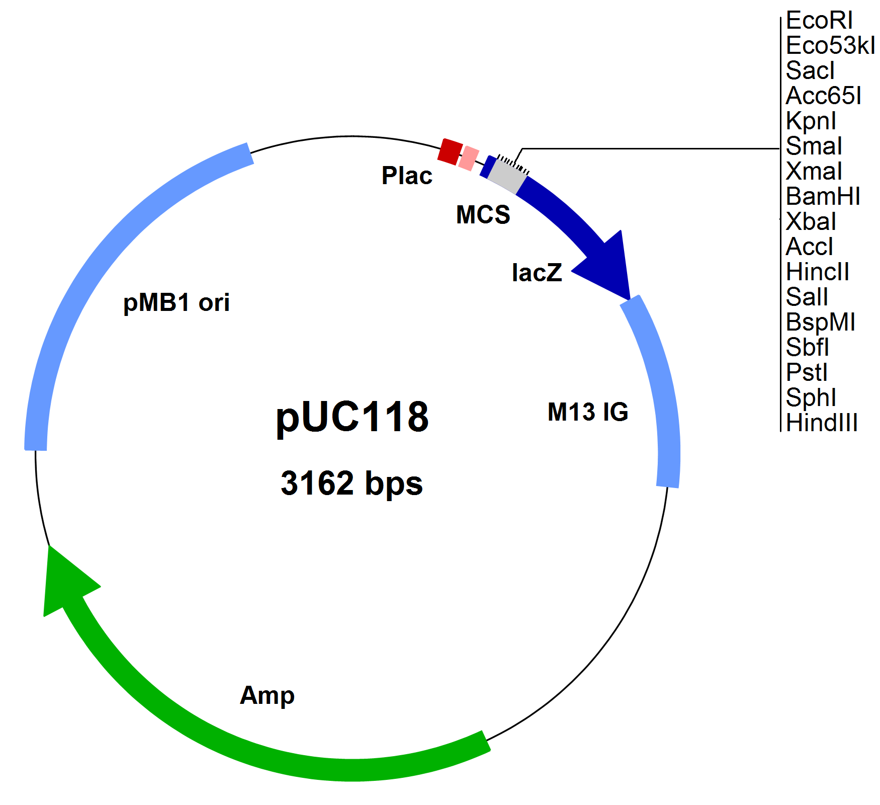 Puc18 Plasmid Map
