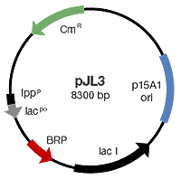 E.coli K12 transformed with pJL3 | E. coli Expression Systems | Vector ...