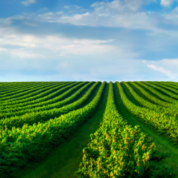 Extraction of Genomic DNA from Plant Cotyl, Leaf & Seed | Spotlights ...