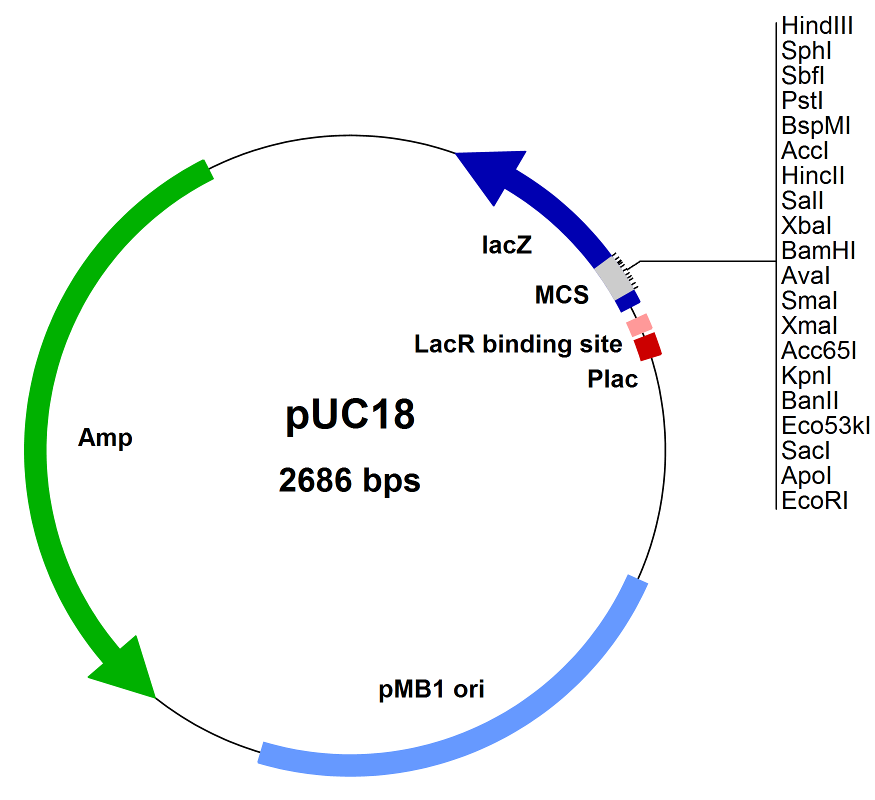 Puc18 Plasmid Map