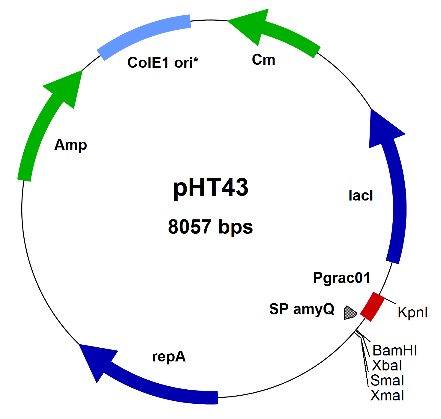 Bacillus subtilis secretion vector pHT43 (Pgrac01 type) | Bacillus ...