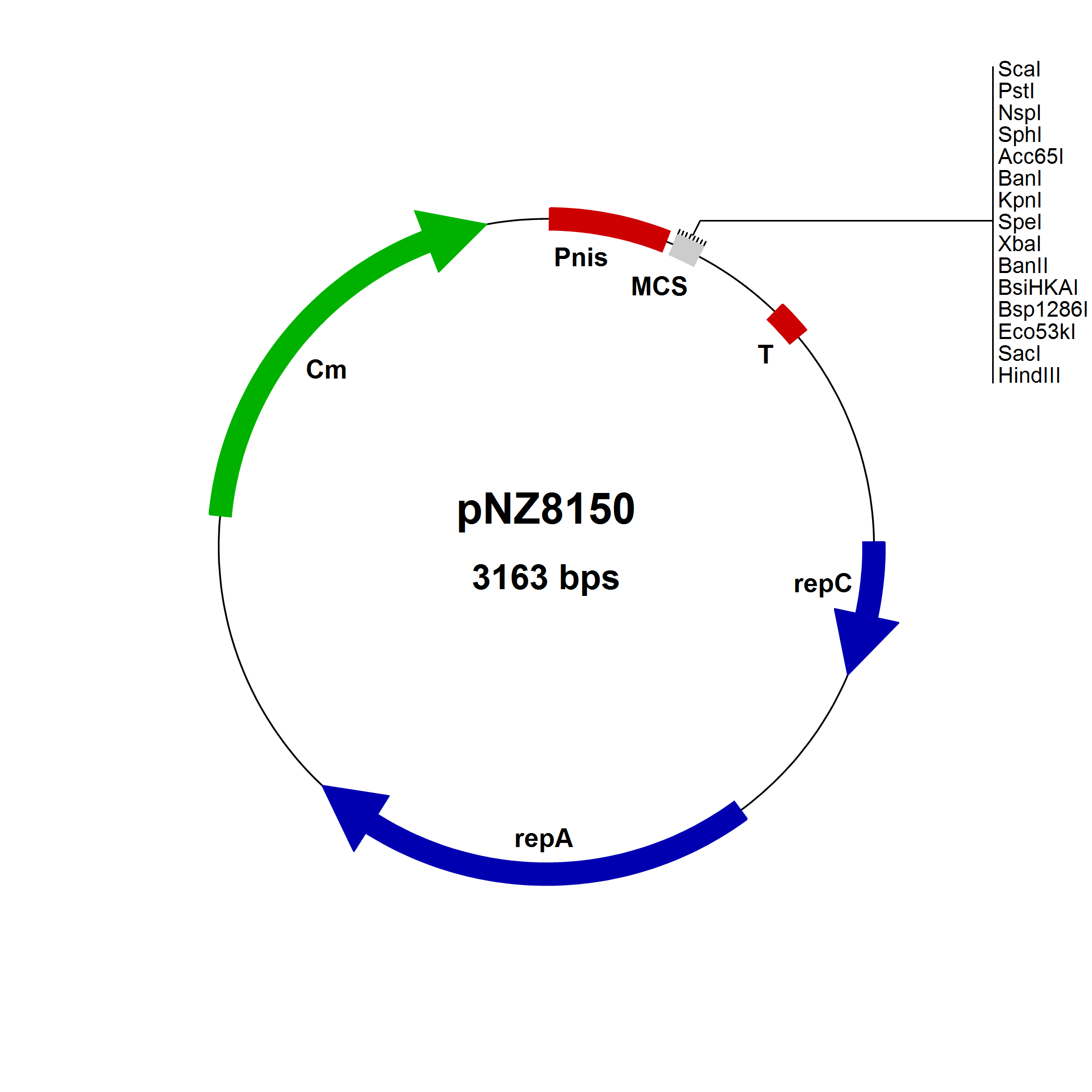 NICE® pNZ8150 Lactococcus lactis expression vector, ScaI site ...
