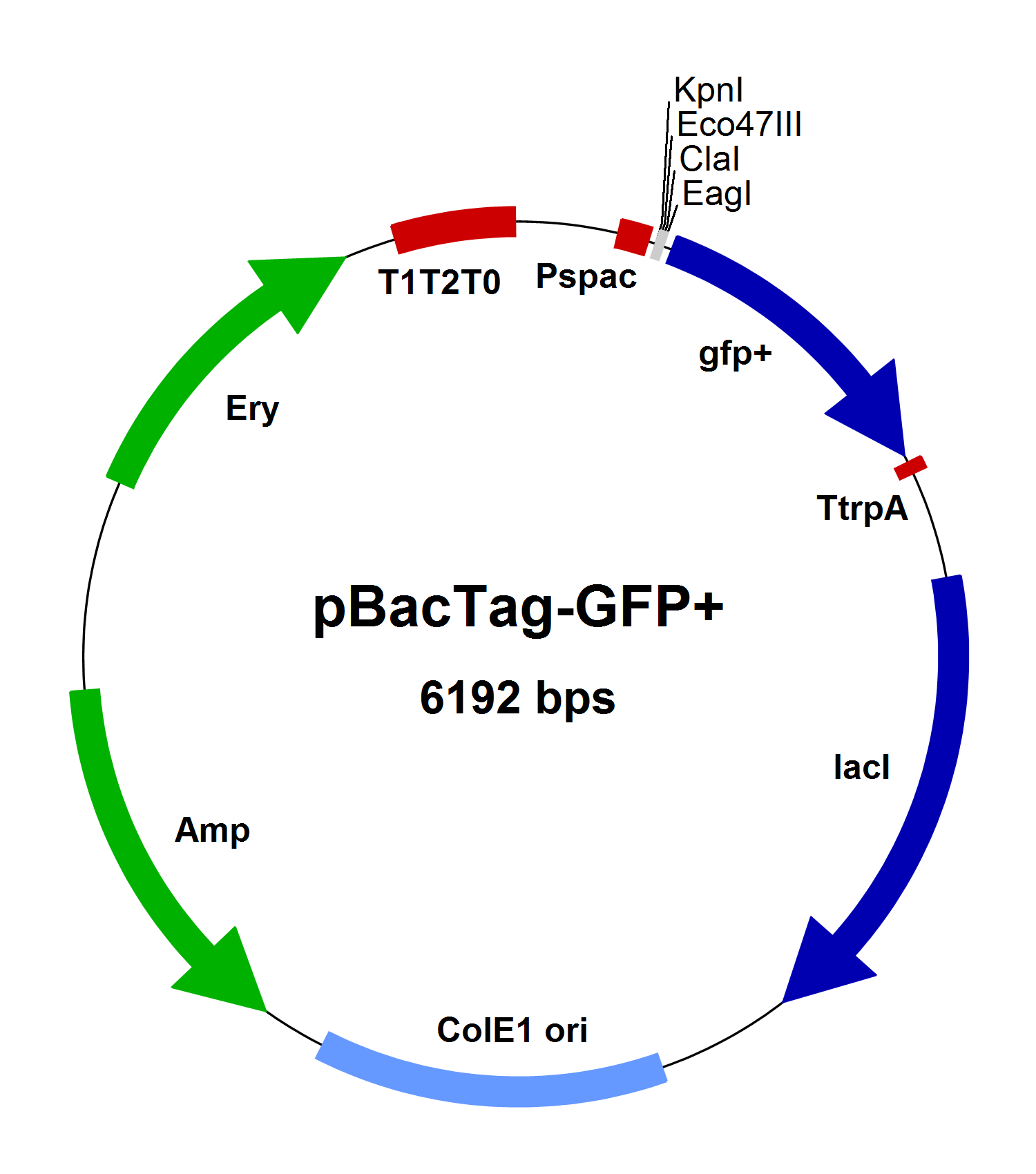 Bacillus subtilis chromosomal integration vector pBacTag-GFP+ ...