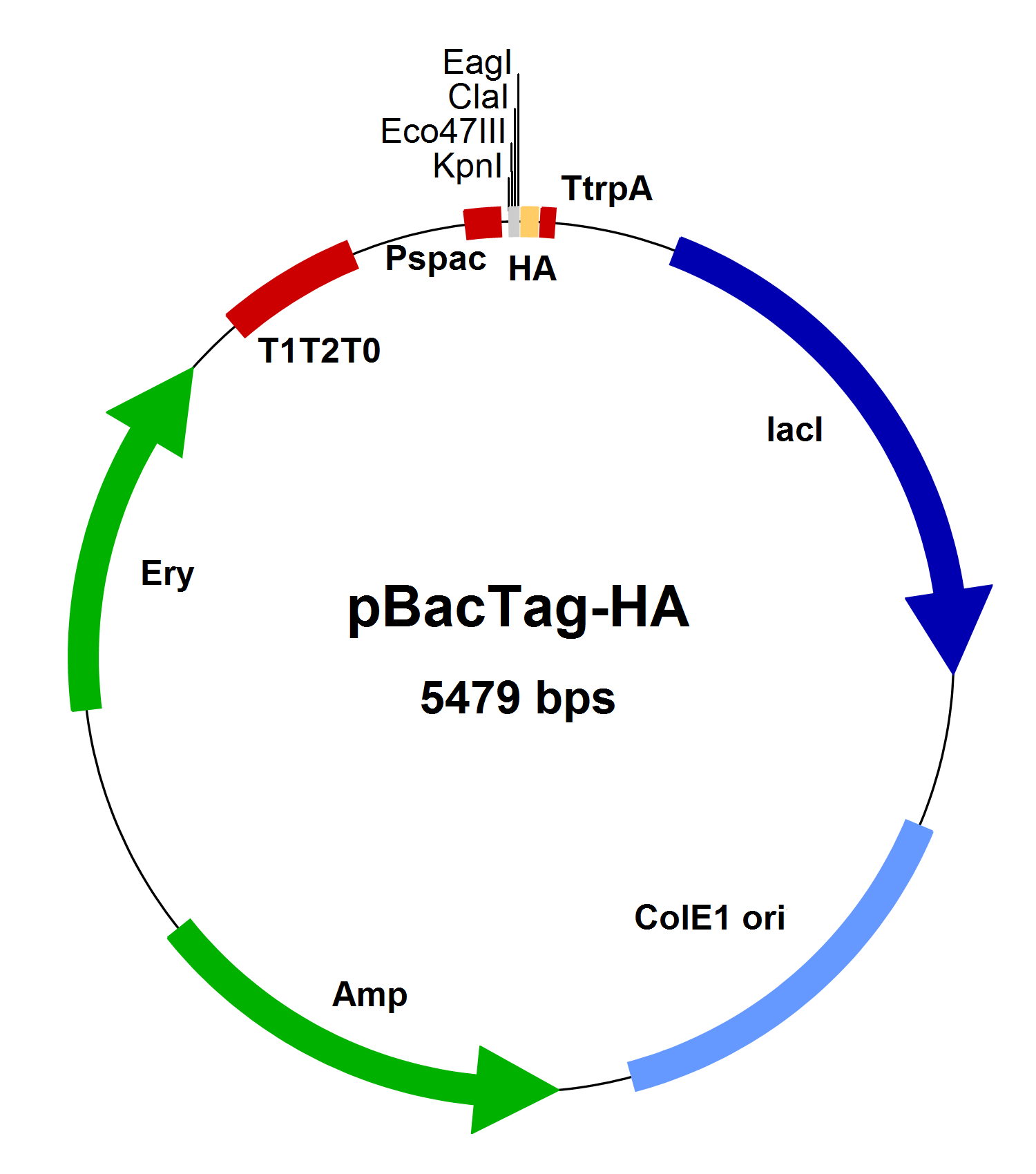Bacillus subtilis chromosomal integration vector pBacTag-HA | Bacillus ...