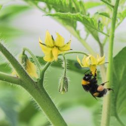 Extraction of Genomic DNA from Plant Cotyl, Leaf & Seed | Spotlights ...