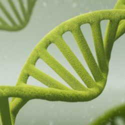 Extraction of Genomic DNA from Plant Cotyl, Leaf & Seed | Spotlights ...