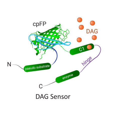 Green CAAX-targeted DAG Assay - 30mL | Cell Signaling | Fluorescence Technology | Products ...