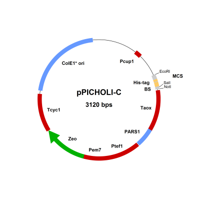 Gene Expression in Pichia pastoris: pPICHOLI vectors | Yeast Expression ...